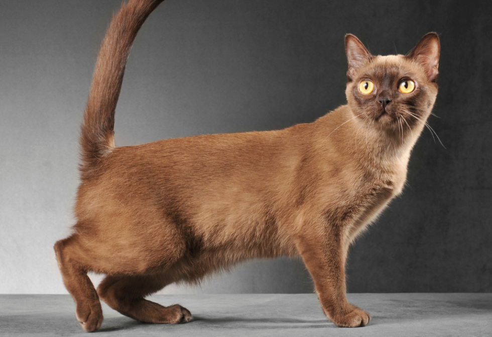 15 Cutest Cat Breeds in the Philippines That Will Melt Your Heart
