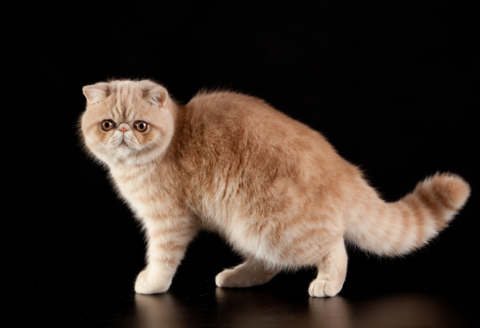 15 Cutest Cat Breeds in the Philippines That Will Melt Your Heart