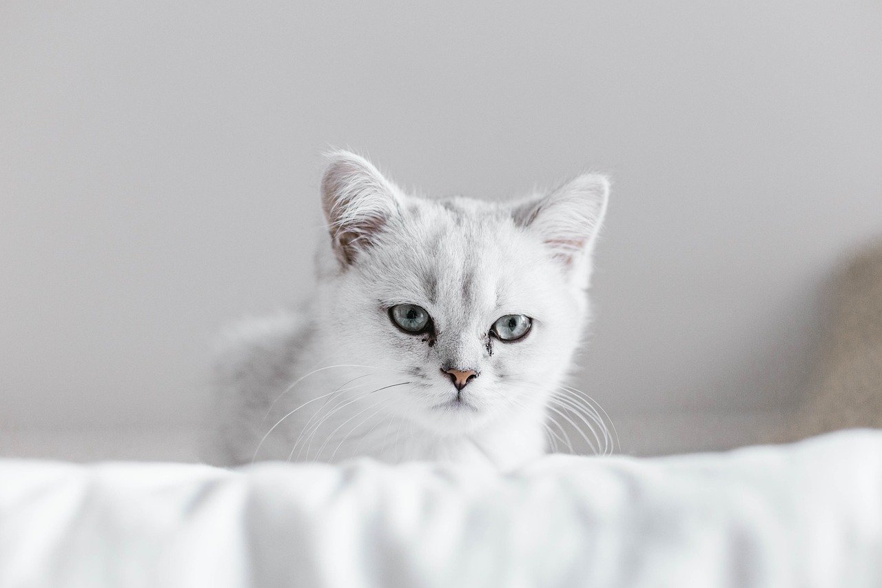 100+ Cat Names: A Guide to Finding Perfect Pet Name