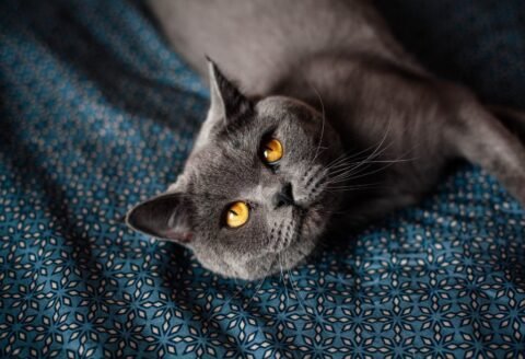 7 Fascinating Cat Breeds in the Philippines: A Purr-fect Guide - Catnip ...