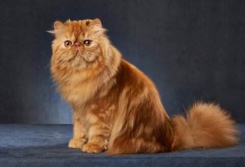 7 Fascinating Cat Breeds in the Philippines: A Purr-fect Guide - Catnip ...