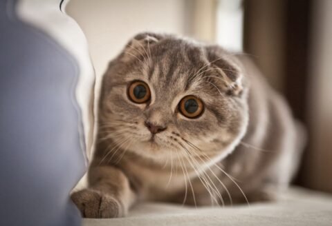 15 Cutest Cat Breeds in the Philippines That Will Melt Your Heart