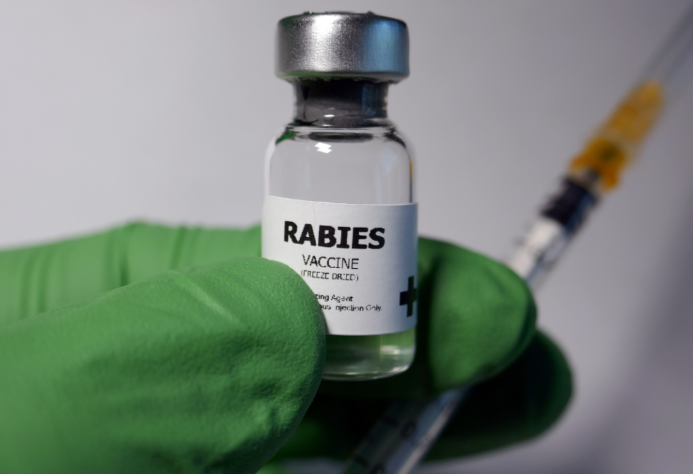 7 Shocking Signs of Rabies In Cats You Should Know
