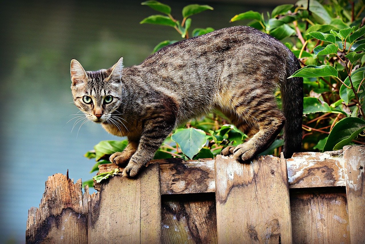 7 Fascinating Cat Breeds in the Philippines: A Purr-fect Guide - Catnip ...